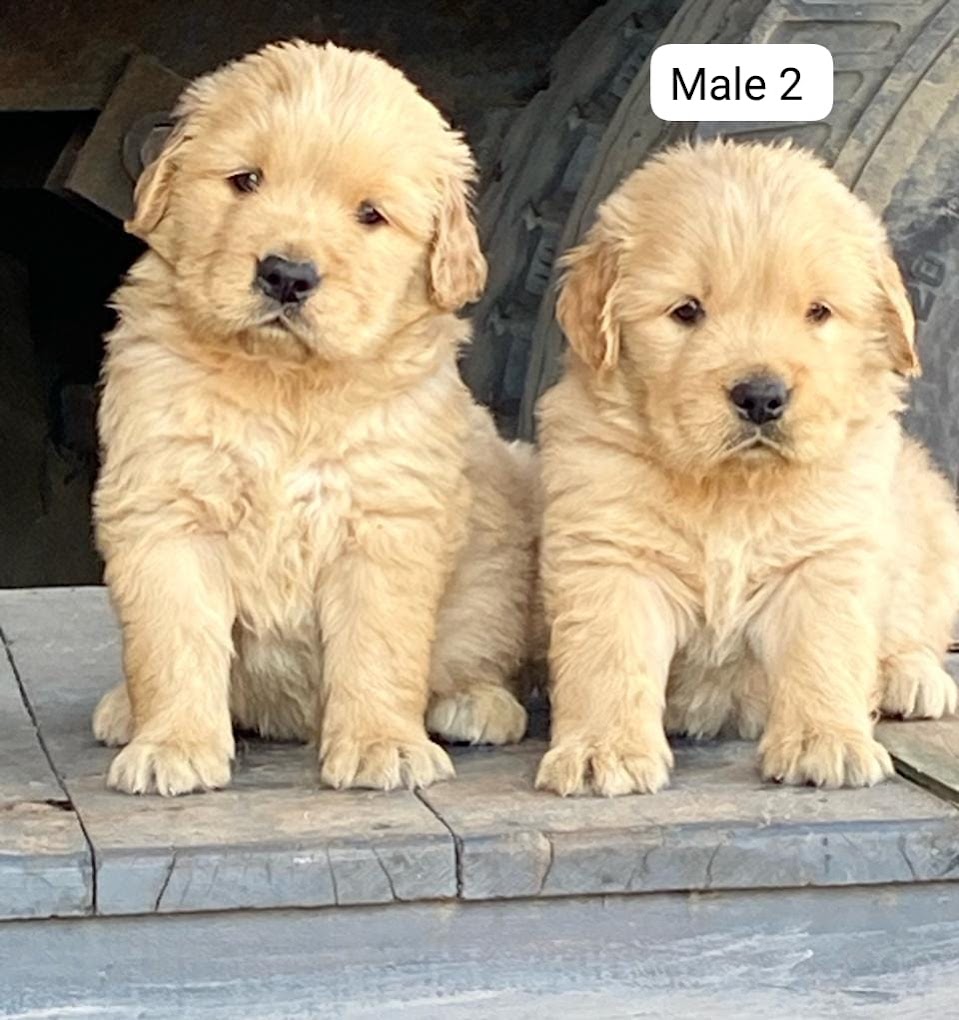 Royal Sheps Dog Kennel - Doon Circle